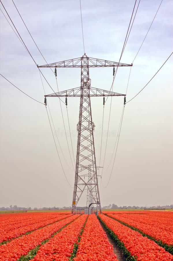 Electrical Power Lines and Tulips in Spring Stock Image - Image of ...