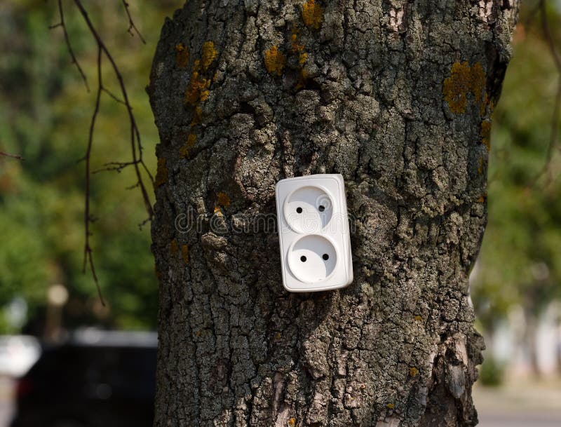 Electrical Socket Coming Out of a Tree. Stock Image - Image of tree ...
