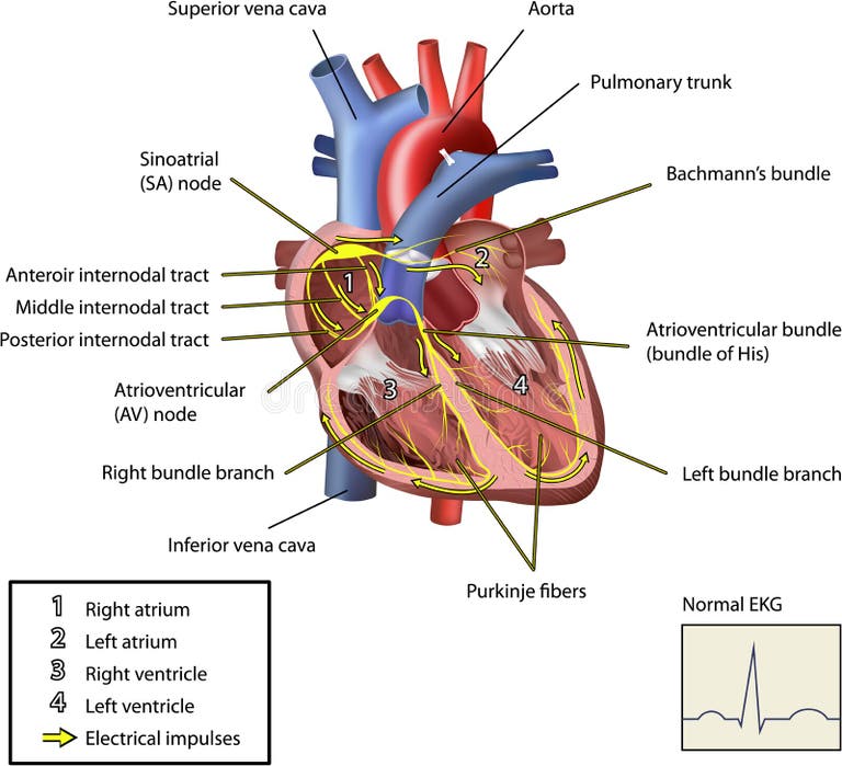 The Electrical System of the Heart. Stock Vector - Illustration of ...