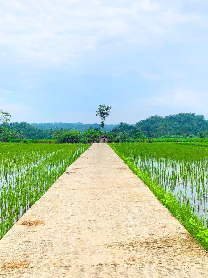 Concrete Pathway through Lush Green Paddy Fields Stock Image - Image of ...