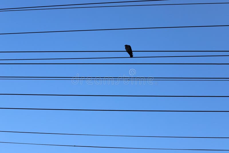 Electrical Wires that Carry High Voltage Current. Stock Photo - Image ...