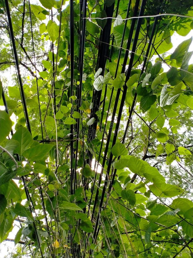 Electrical Wires Exposed To Tree Trunks Stock Photo - Image of trunks ...