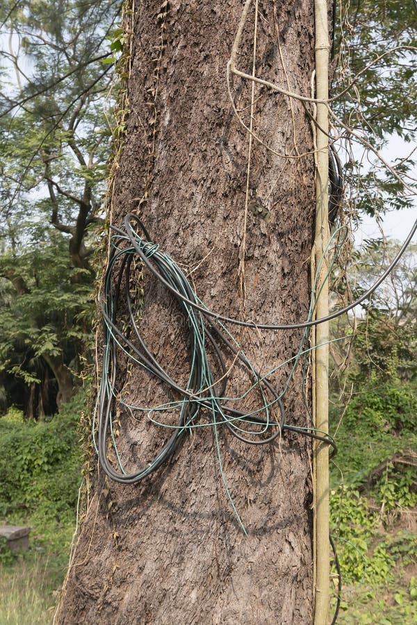 Electrical Wires on Tree Trunk, India Stock Image - Image of power ...