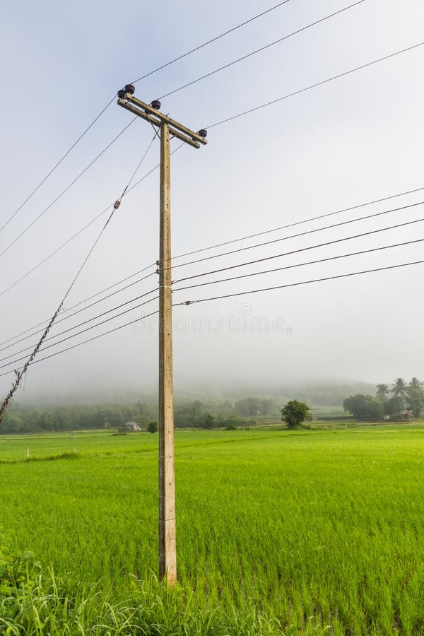 Electricity Post in Rice Fields Stock Photo - Image of field ...