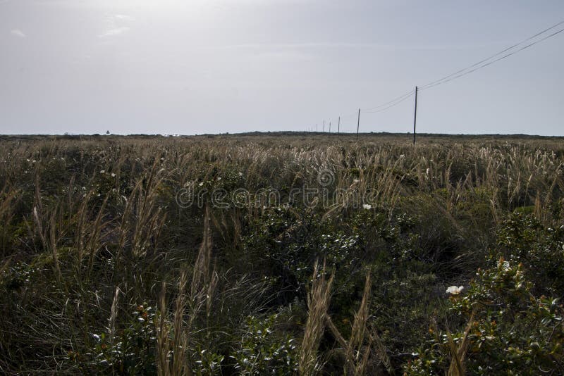 Electricity Wire on a Field Stock Photo - Image of coastal, wooden ...