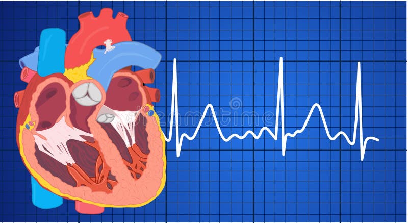 Electrocardiograma ilustración del vector. Ilustración de prueba - 13185882