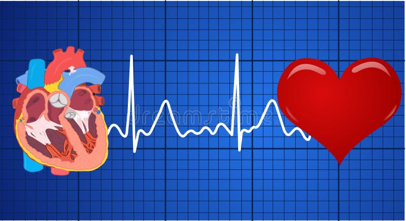 Electrocardiograma ilustración del vector. Ilustración de sano - 13185980