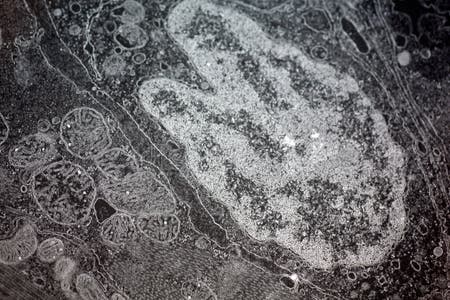 Electron Micrograph of a Cell Nucleus Stock Photo - Image of animals ...