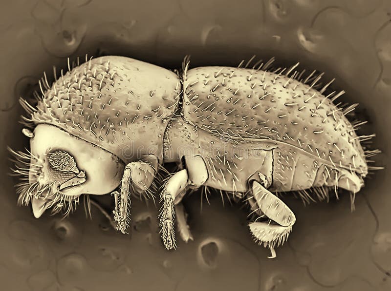 Electron Microscope Photo of a Bark Beetle Stock Image - Image of ...
