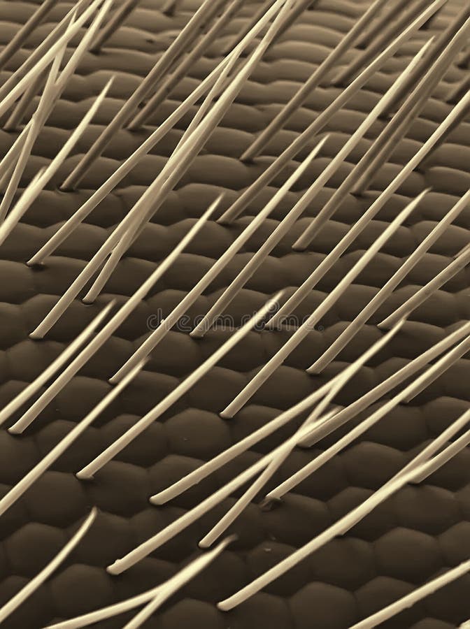 Electron Microscope Photo of a Bee`s Eye Stock Photo - Image of closeup ...