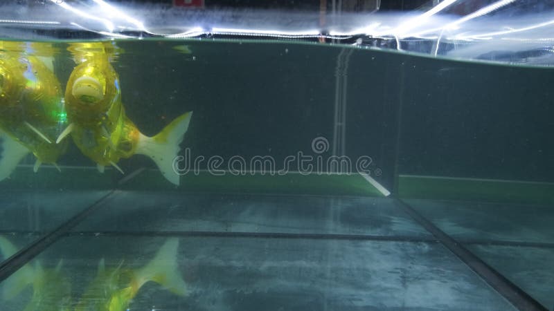 Robot Fish Swims in an Aquarium. Stock Video - Video of modern ...