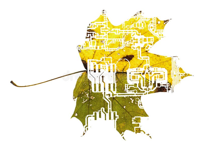 Maple Leaf Circuit Board Stock Photos - Free & Royalty-Free Stock ...