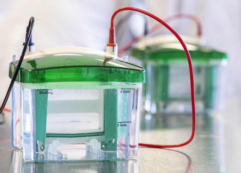 Sds Page Apparatus Stock Photos - Free & Royalty-Free Stock Photos from ...