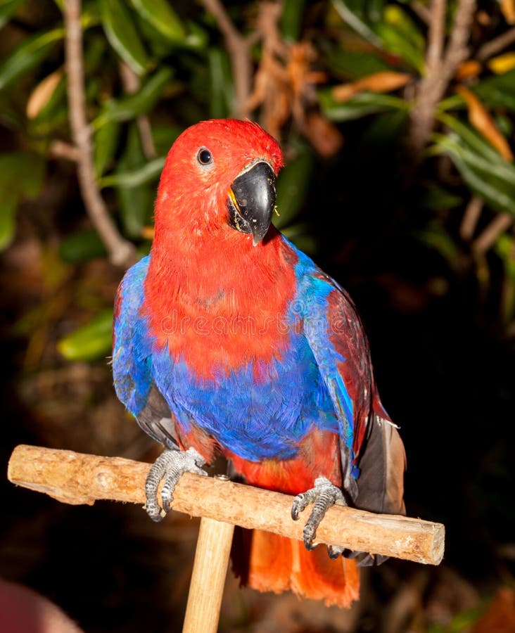 Electus parrot stock image. Image of tropical, beauty - 173659541