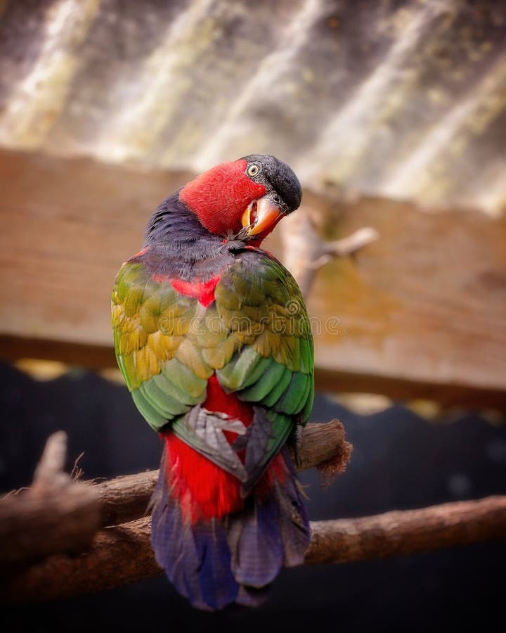 Electus Parrot Bird stock photo. Image of fauna, animal - 123280202