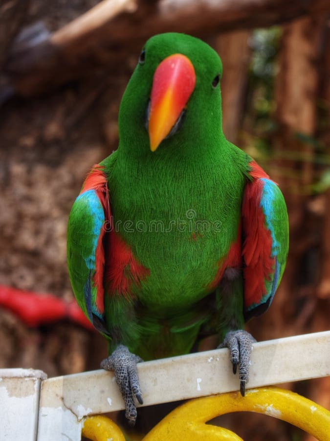 Electus parrot stock image. Image of roratus, bird, parrot - 32632305
