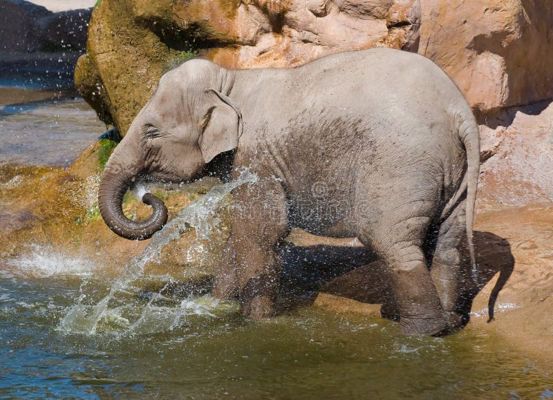 Afrikansk Elefant Svalkar Sig Genom Att Skvätta Vatten Arkivfoto - Bild ...
