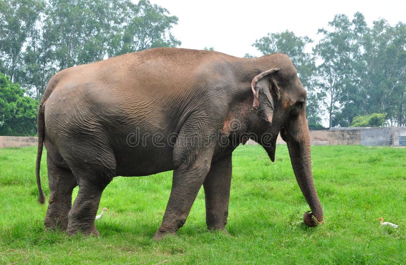 Indischer Elefant (Elephas Maximus Indicus) Stockfoto - Bild von ...