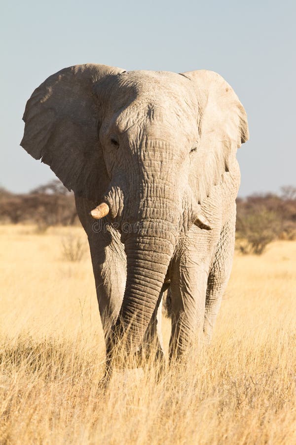 Elefant stockfoto. Bild von unangemessen, schmutzig, enorm - 26200352