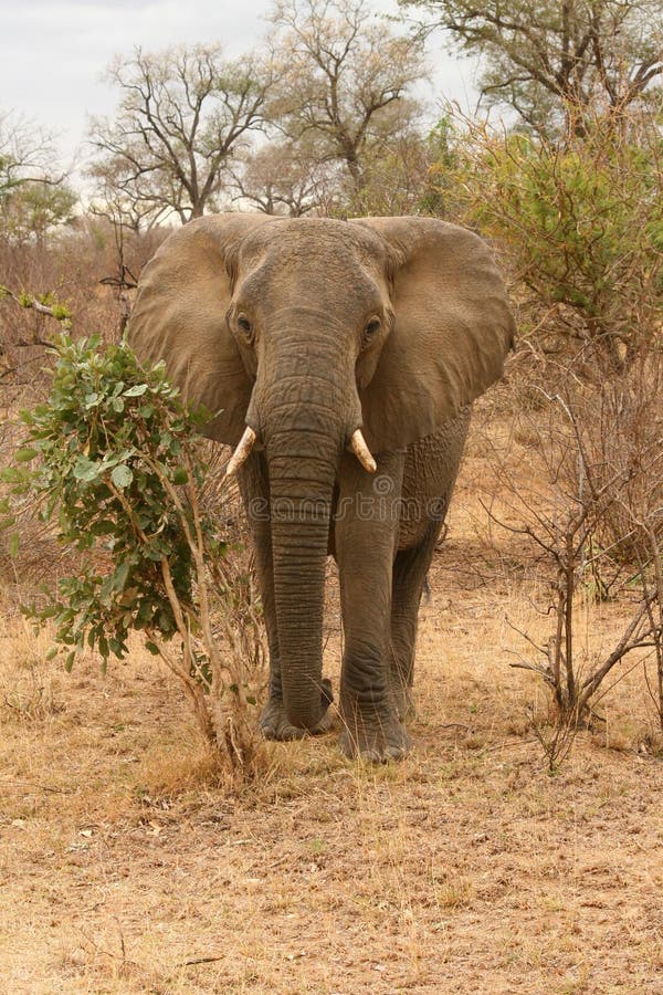Elefant stockfoto. Bild von pflanzenfresser, betriebe - 18965124