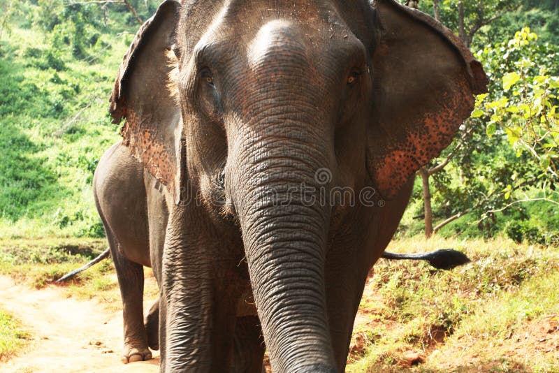 Elefant stock image. Image of journey, bush, elephant - 7469245