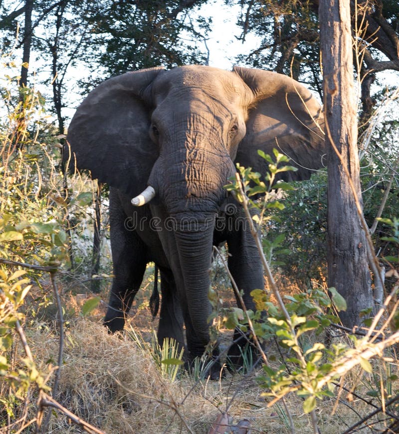 Elefant im Dschungel stockfoto. Bild von palme, dschungel - 13600186