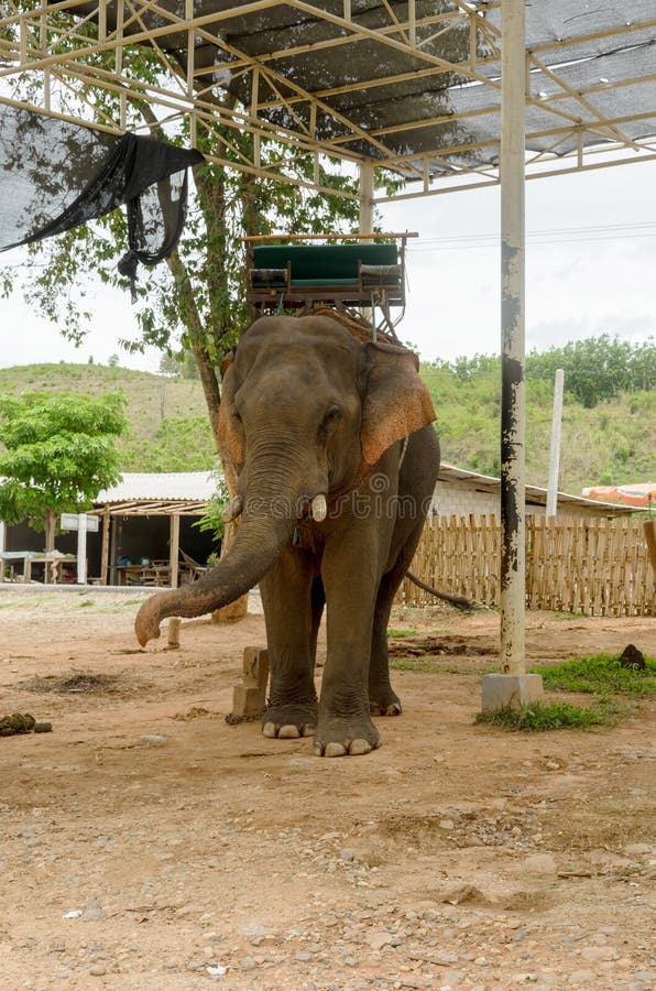 Elefant Mit Howdah an Den Elefanten Kampieren, Thailand Stockbild ...