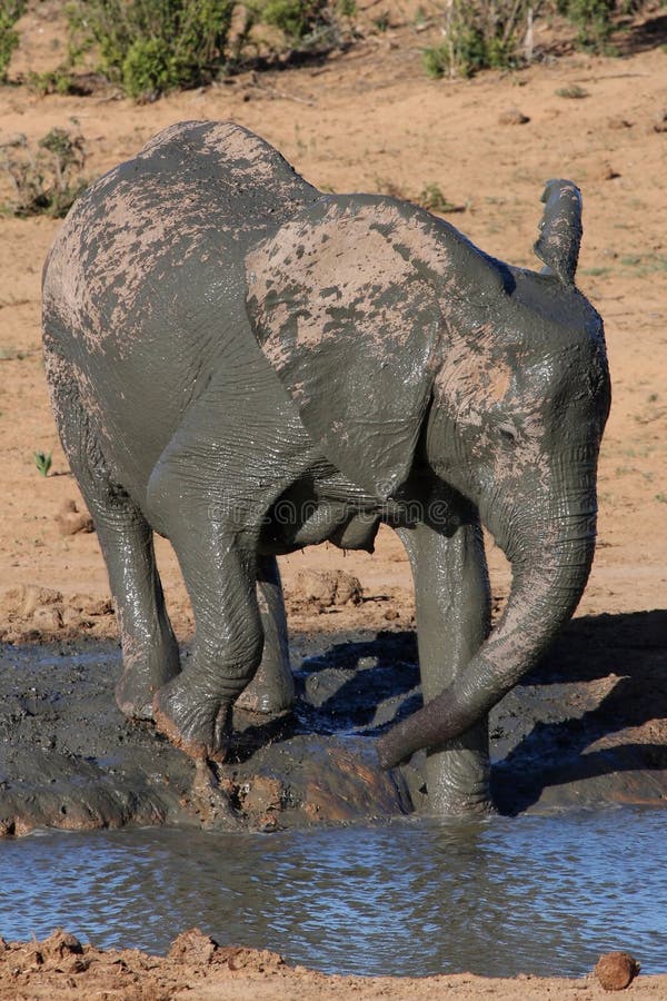Elefant-Schlamm baden stockfoto. Bild von hoch, erhaltung - 13540550
