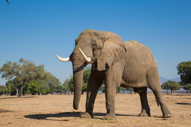 Elefante africano Bull foto de archivo. Imagen de reserva - 77531228