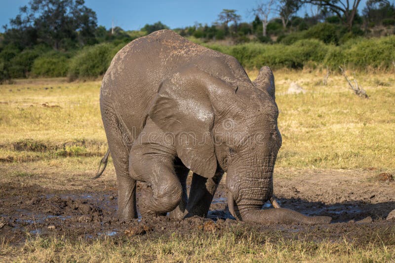 Elefante Africano De Pie Con Colmillos Imagen de archivo - Imagen de ...