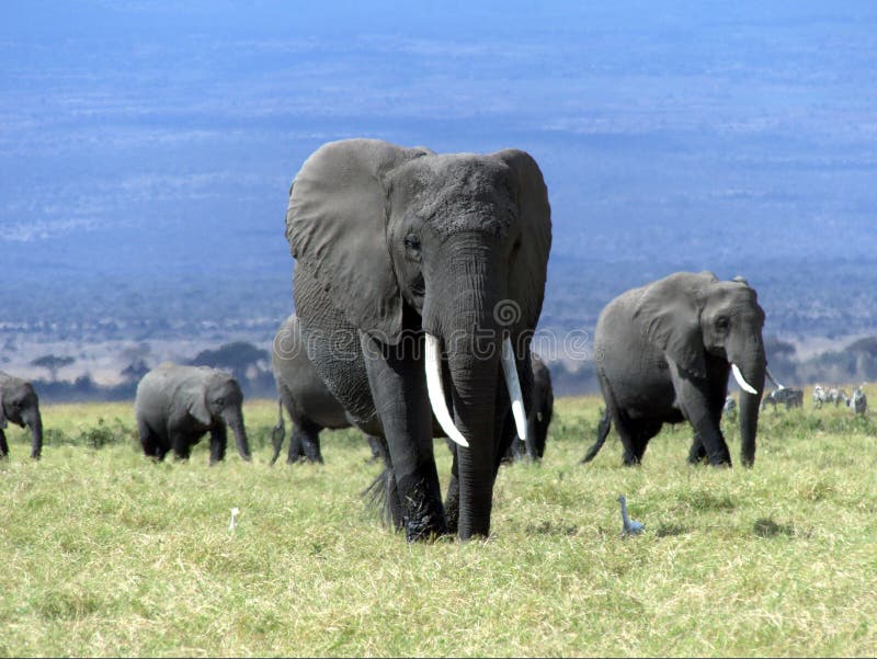 Elefante africano grande imagen de archivo. Imagen de leader - 113275521