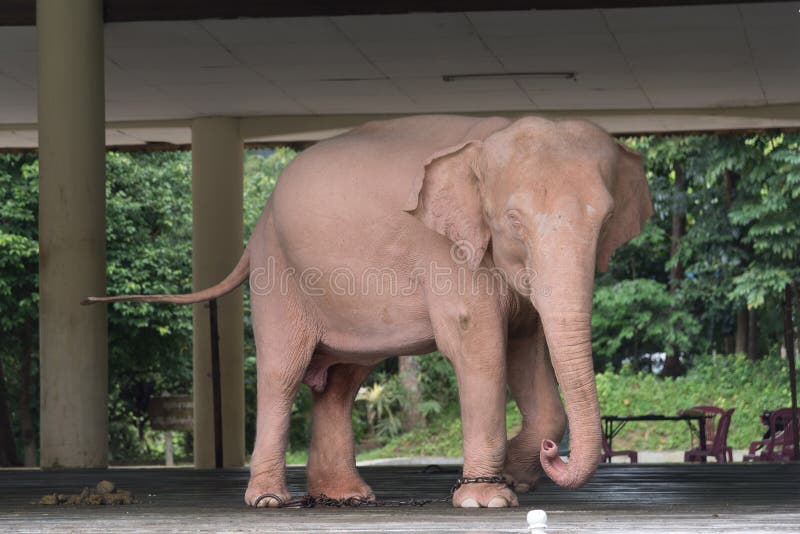 Elefante blanco real imagen de archivo. Imagen de rangoon - 80838695