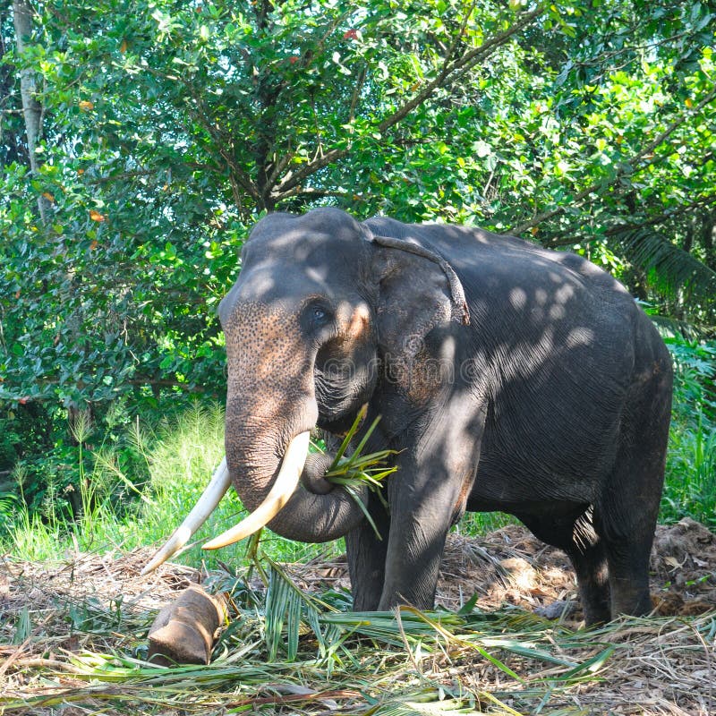 Retrato Del Elefante Con Los Colmillos Grandes En Selva Imagen de ...