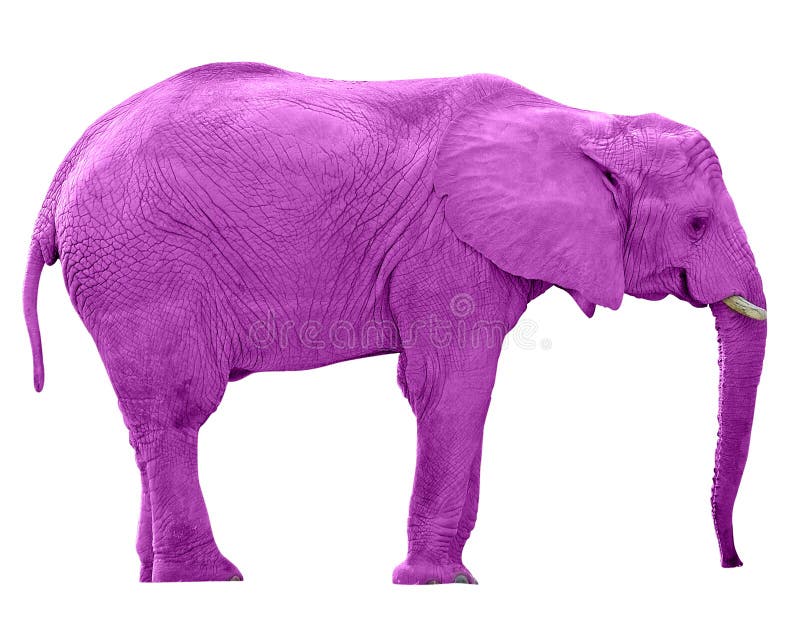 Elefante Cor-de-rosa W/Paths Foto de Stock - Imagem de couro ...