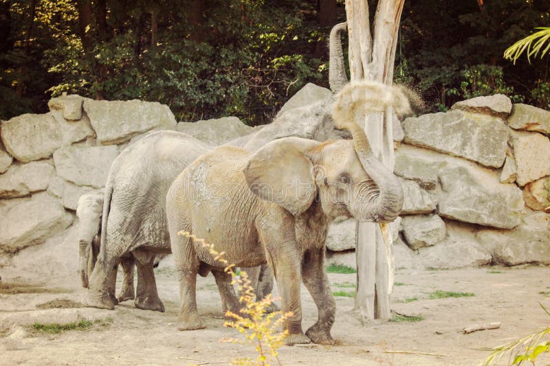 Close-up Do Marfim Do Elefante - Arte Natural Africana Imagem de Stock ...