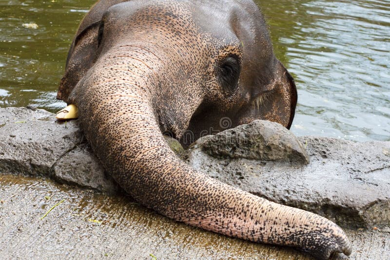 Elefante En Agujero Del Fango Foto de archivo - Imagen de hocico ...