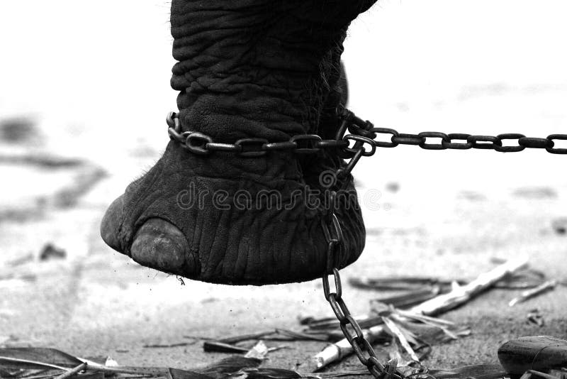 Elefante encadenado imagen de archivo. Imagen de pierna - 4703633