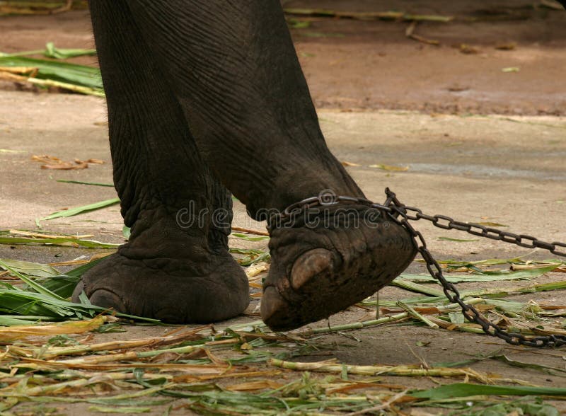 Elefante encadenado foto de archivo. Imagen de fondo, grande - 4812456