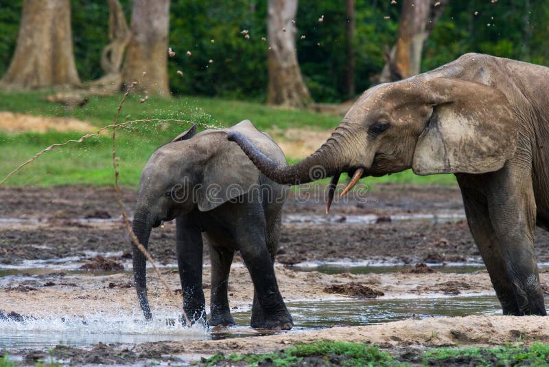 Elefante fêmea com um bebê foto de stock. Imagem de zoologia - 77661634