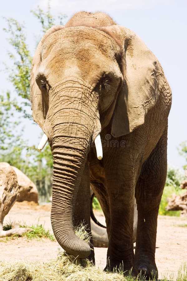 Elefante Grande imagen de archivo. Imagen de enorme, bosque - 6075673