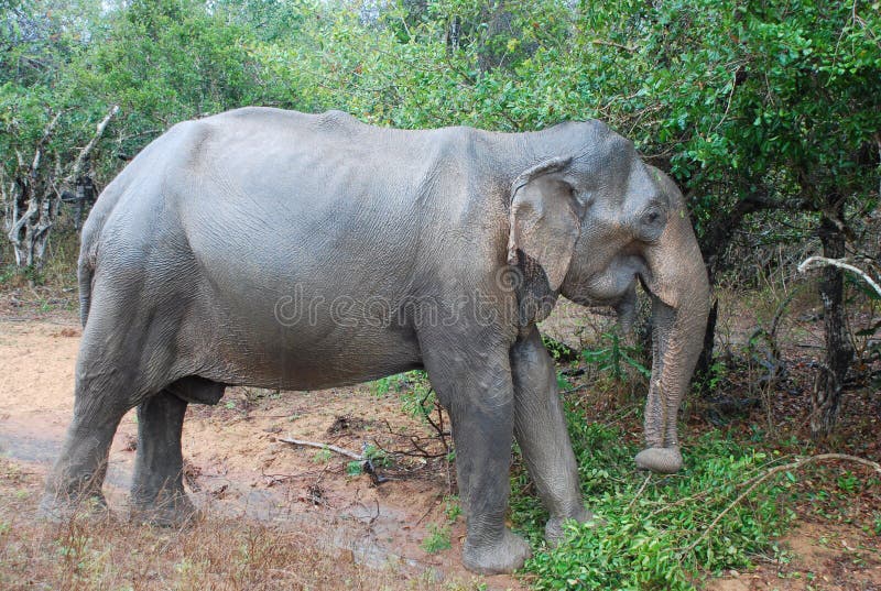 Elefante grande imagem de stock. Imagem de comer, proboscismo - 8032741
