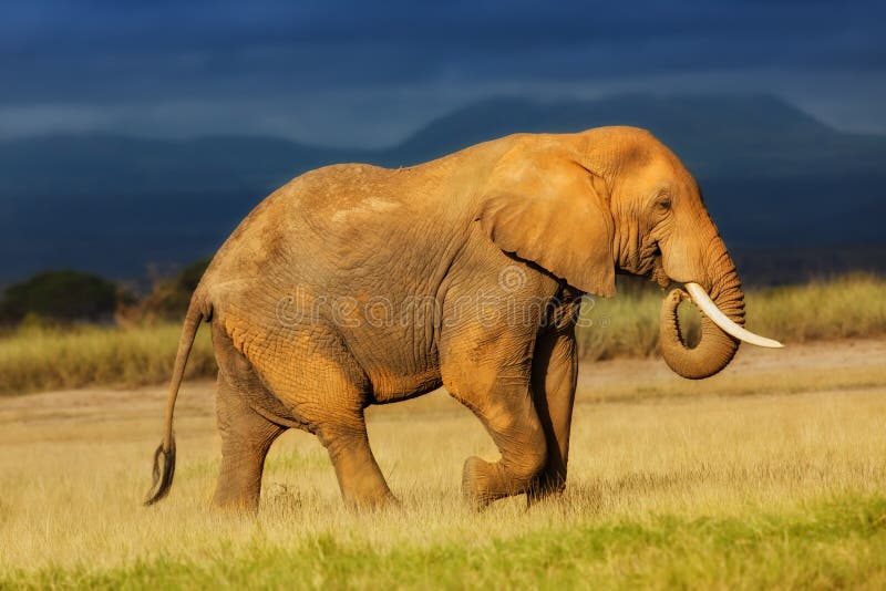 Elefante Grande Antes Da Chuva Imagem de Stock - Imagem de macho ...