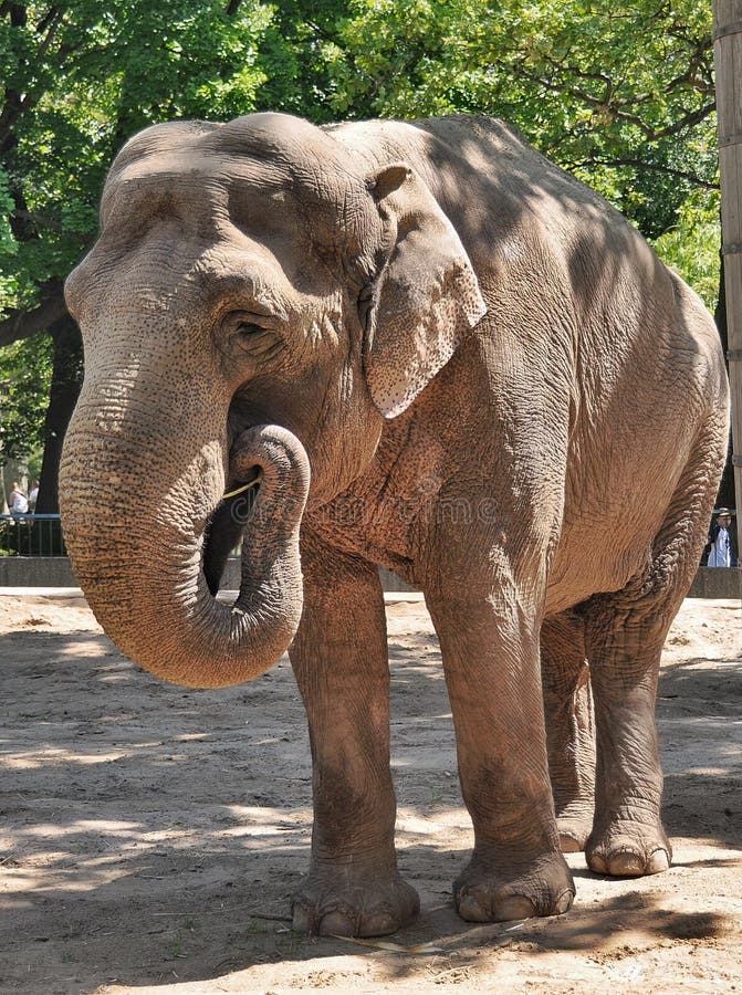 Elefante Grande Con Los Colmillos Foto de archivo - Imagen de audaz ...