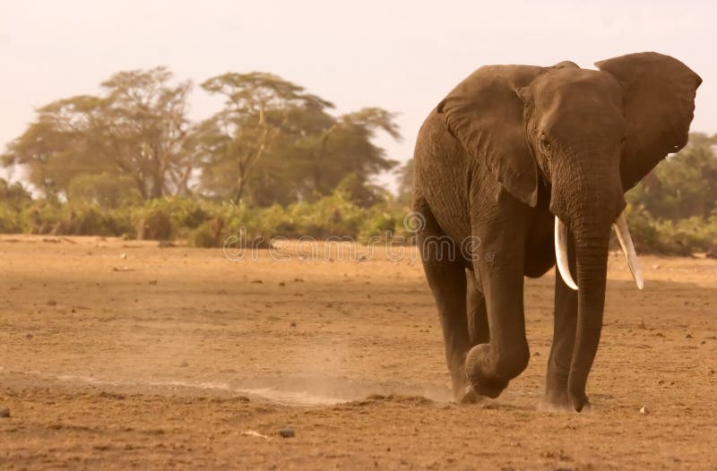 Elefante Grande En Amboseli Imagen de archivo - Imagen de encrespado ...