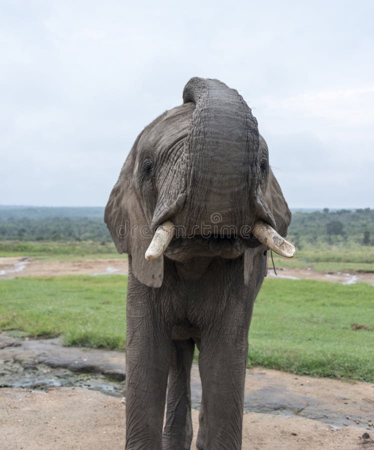 Elefante Grande No Parque Do Kruger Imagem de Stock Editorial - Imagem ...