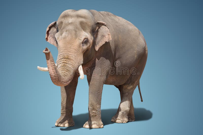 Elefante grande foto de archivo. Imagen de adulto, retrato - 189907766