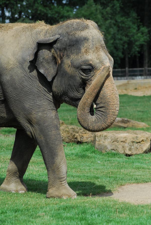 Elefante Indio (indicus Del Maximus Del Elephas) Imagen de archivo ...
