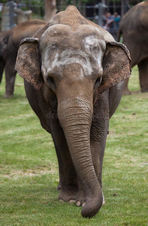 Elefante Indio (indicus Del Maximus Del Elephas) Imagen de archivo ...