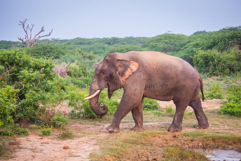 Elefante Con Colmillos De Papel Envuelto Aislado En Fondo Blanco Foto ...