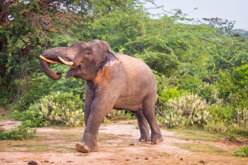 Elefante Con Colmillos De Papel Envuelto Aislado En Fondo Blanco Foto ...